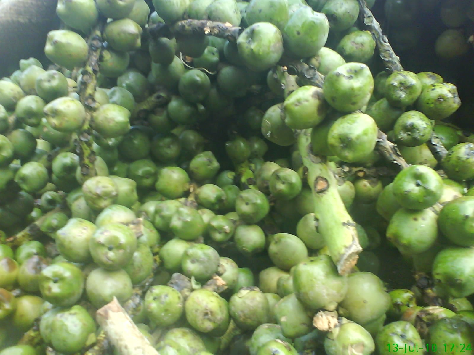 Buah Enau - Perumperindo.co.id