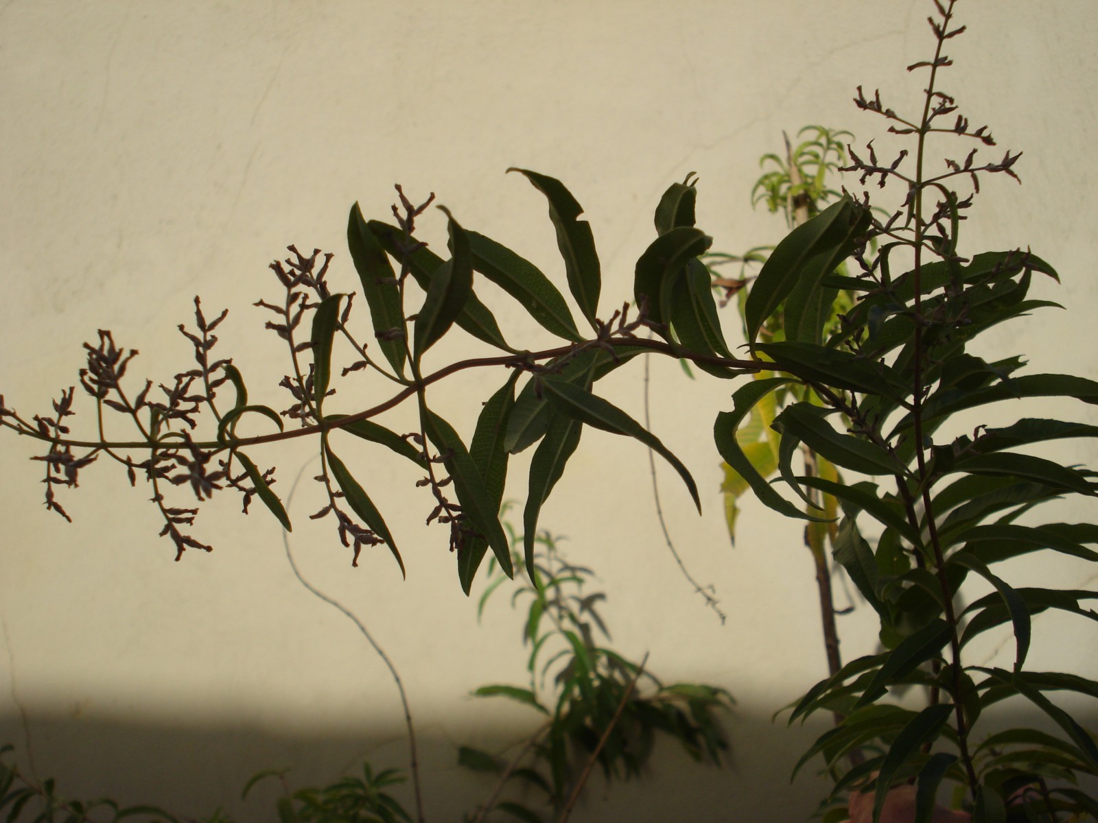 Canguçu em Cores: Cidrão - Lippia citriodora HBK. - Propriedades - Uso ...