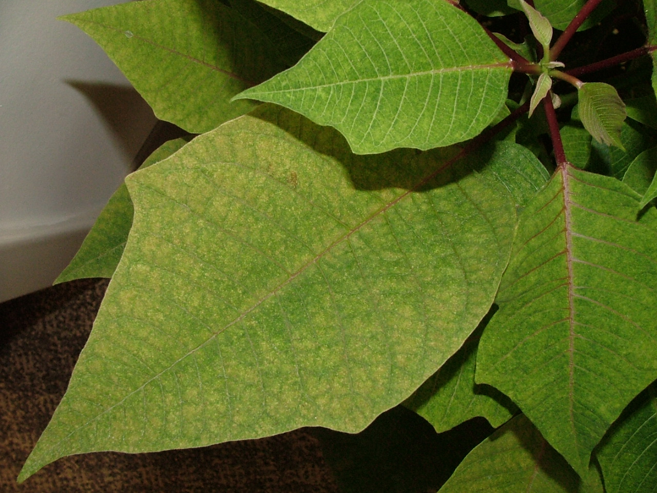 GGSPro Horticulture Technical Tips | Griffin