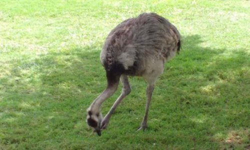 Noticias Ambientales de Argentina: Liberan fauna en Entre Ríos