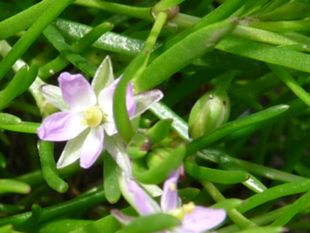 Abbey Meadows: Lesser sea Spurrey