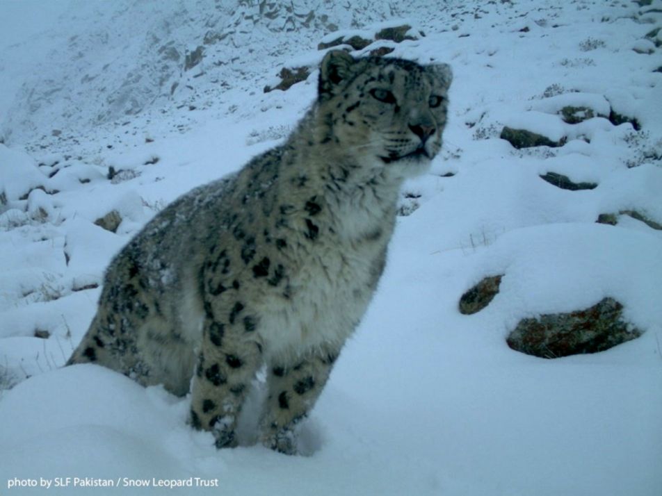 Dead Snow Leopard Pictures Wallpaper | Wallpapers Gallery