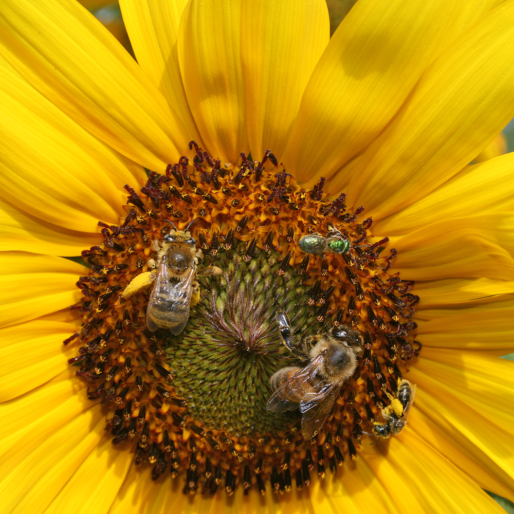twenty pound tabby: The Ecumenical Sunday Sunflower Service for Bees