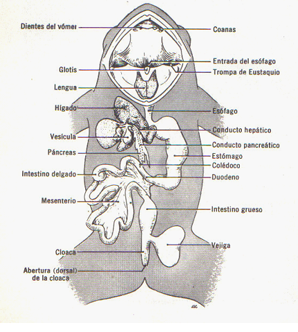 VERTEBRADOS: ANFIBIOS