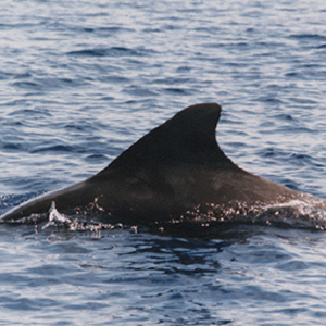 FILANAVAL: julio 2013