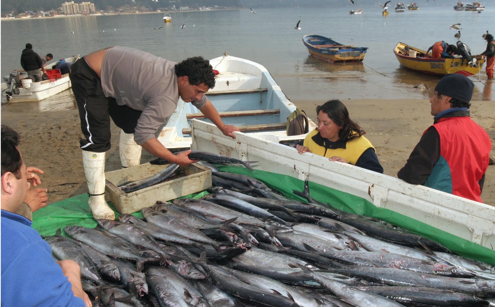 Los espacios de la actividad pesquera: 4. Los problemas actuales de la ...