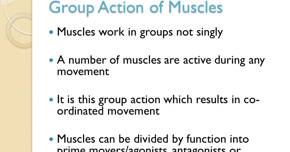 Group Action of Muscles