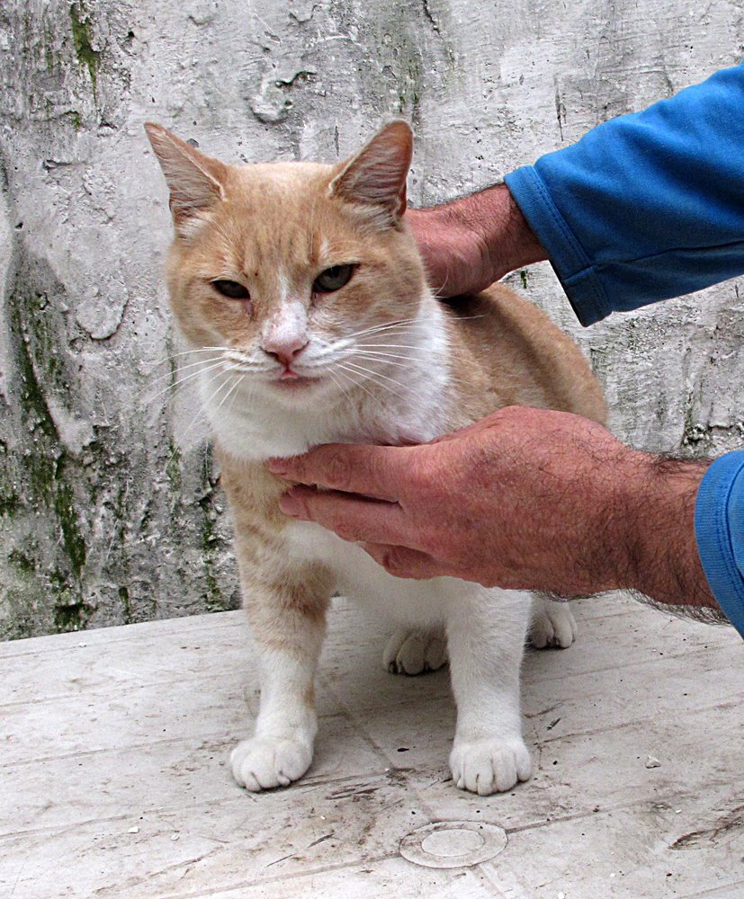 Adoptándonos: Hermoso gato color blanco y beige en adopción