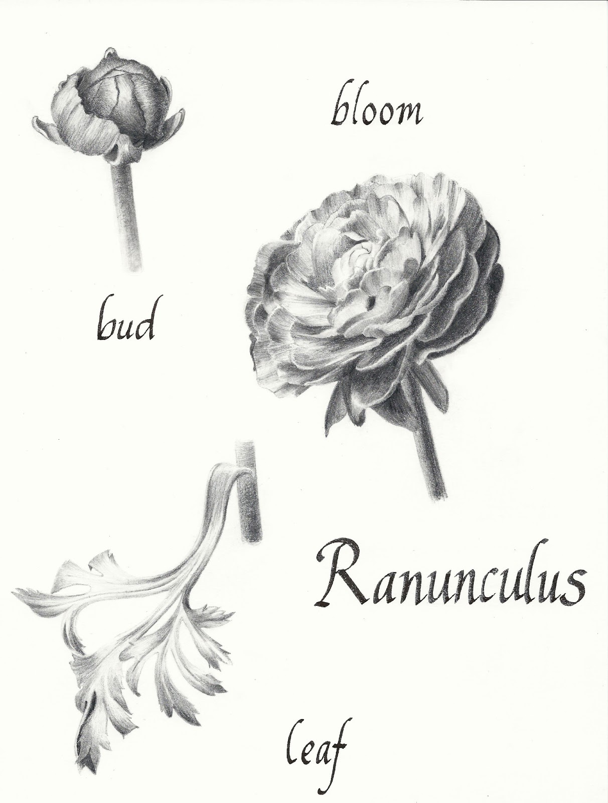 Allison K. Walker Art & Illustration: Ranunculus