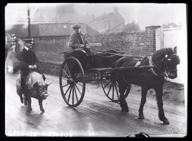 Vintage Pictures of Mr Wingfield's Tame Animals from the Early 20th ...