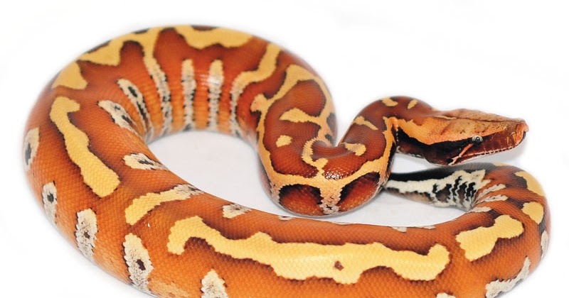 GEOGRAFI LINGKUNGAN: JENIS-JENIS ULAR DARI SUKU PYTHONIDAE DI INDONESIA