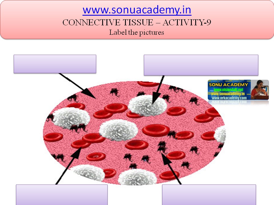 SONU ACADEMY: CONNECTIVE TISSUE-ACTIVITY(9)