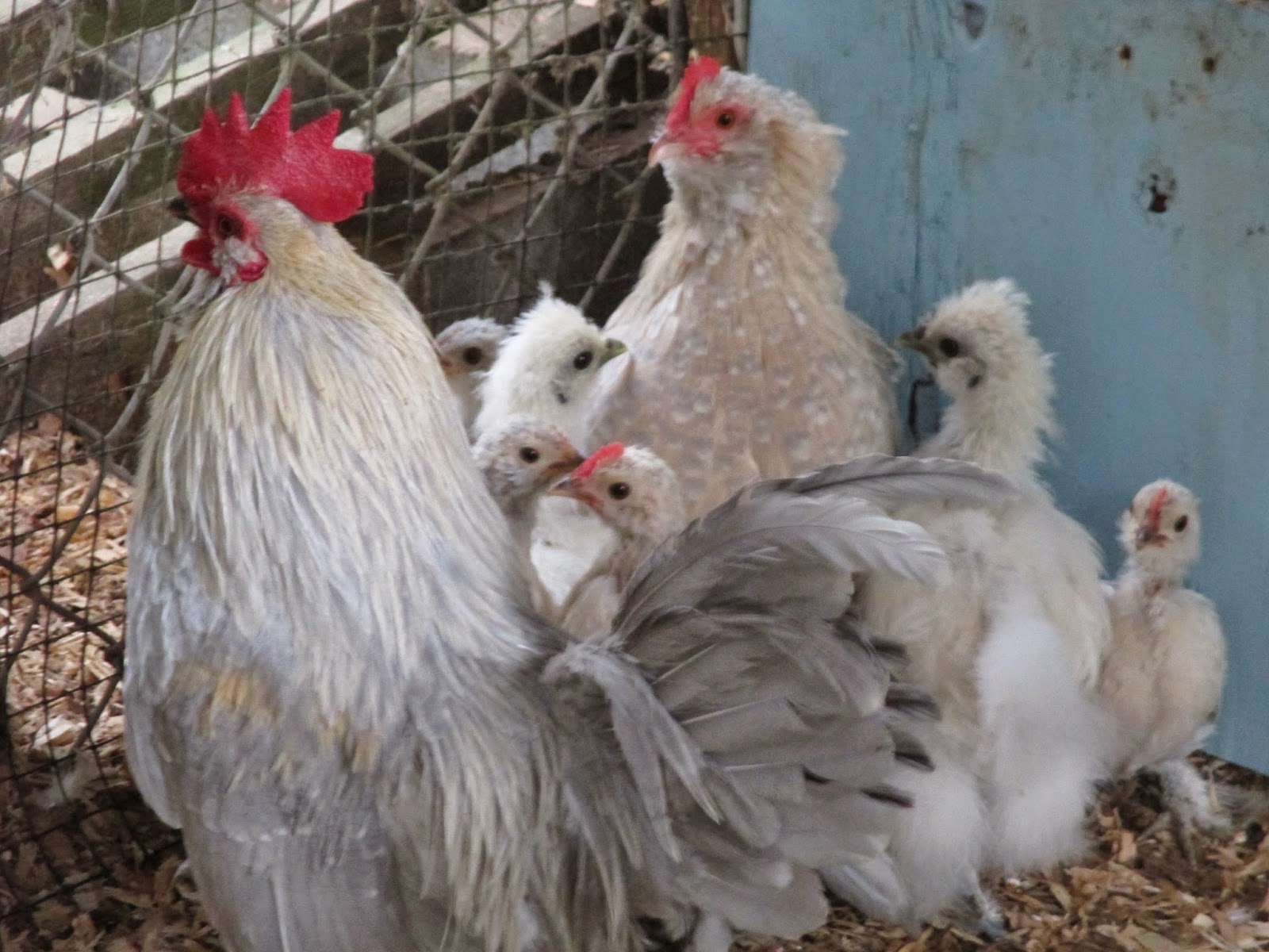 Just Chickens...: Paint Silkies & My Attempt to Breed More