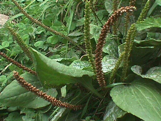 PLANTAS MEDICINALES: Yanten