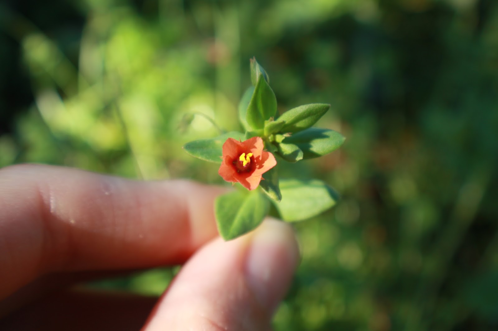 Unruly Roots: Poisonous Weeds That Might Be Growing In Your Yard