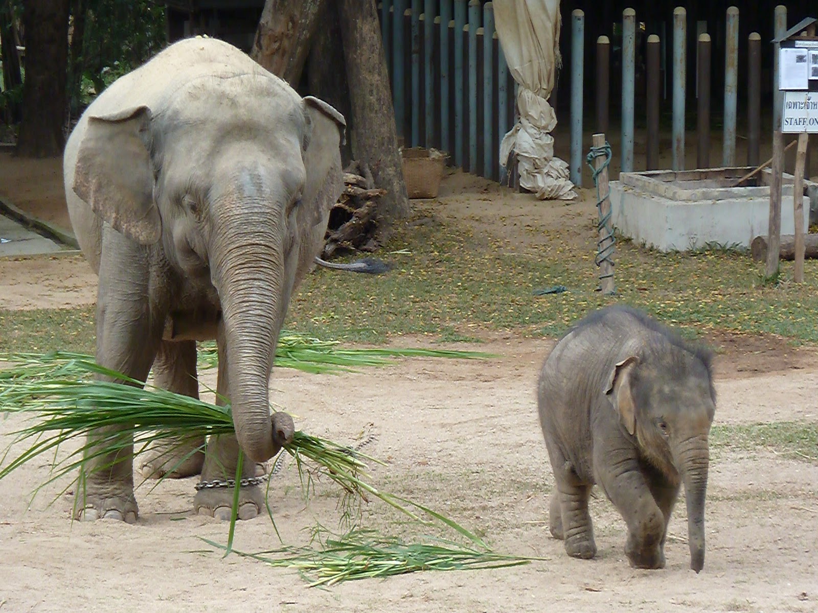 Much Ado About Us: Elephant Hospital & Thai Elephant Conservation Center