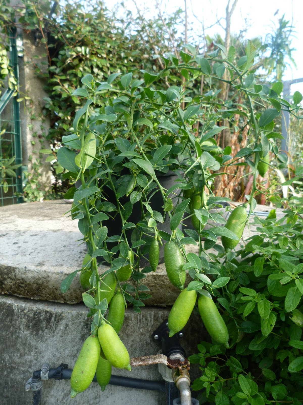 Le surprenant monde végétal: Le citron caviar