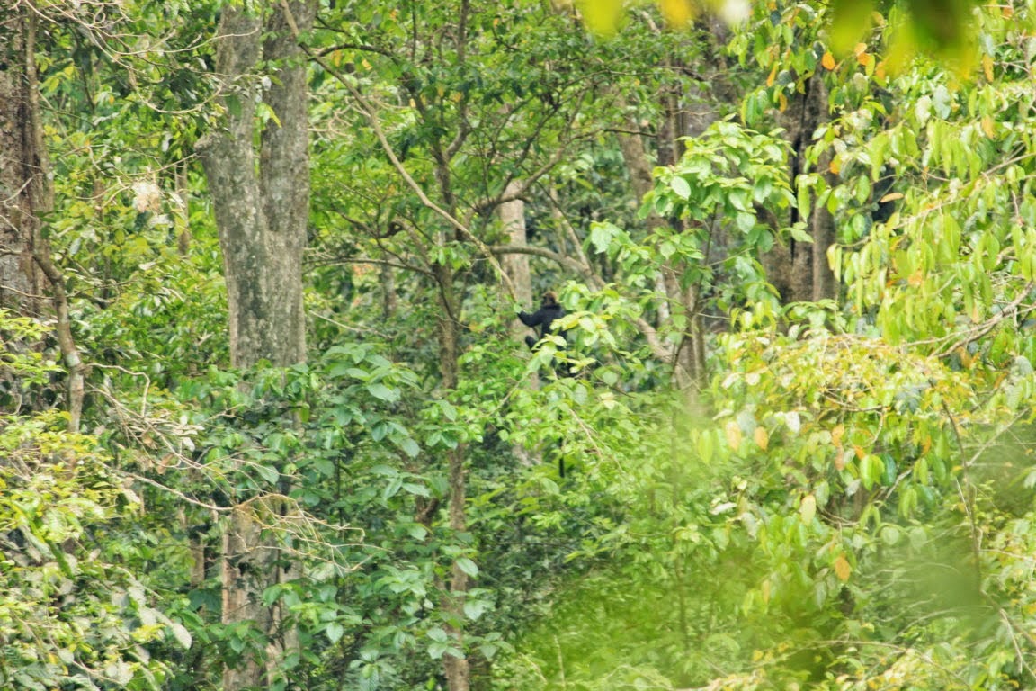 Chennai Hikes: Manampalli forest valparai