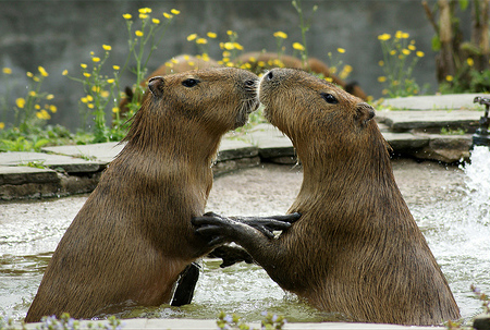 Capybara | The Life of Animals