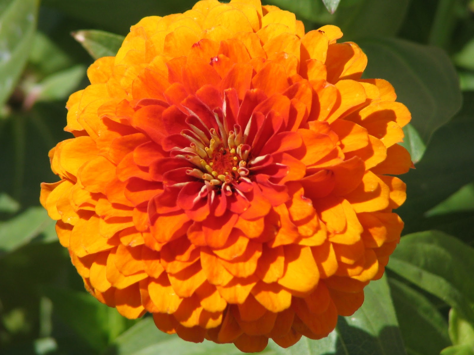 LA MULTI ANI, ROMANIA!: Flori portocalii