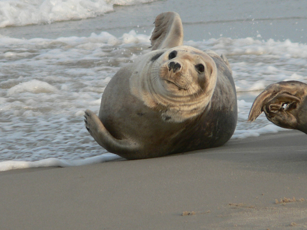 FOK BALIĞI RESİMLERİ-Manzaralar