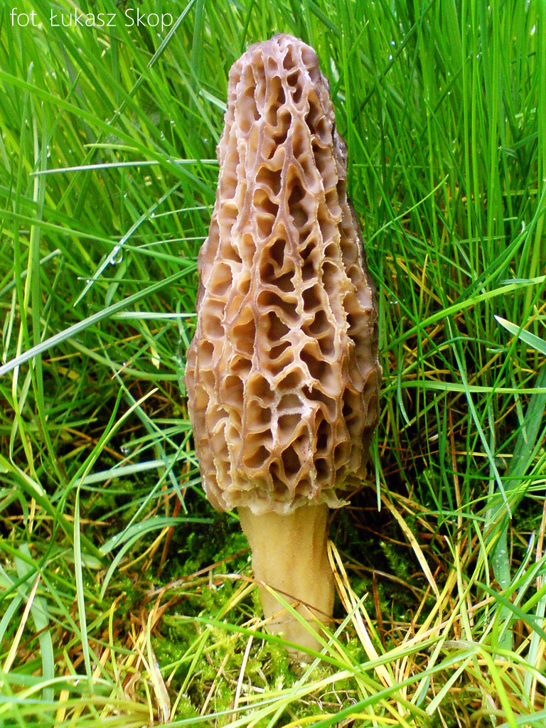 Wiosenne grzybobranie - o smardzach | BEZ OGRÓDEK | blog ogrodniczy