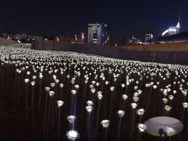 Seoul, South Korea: LED Rose Garden at Dongdaemun Design Plaza (DDP ...