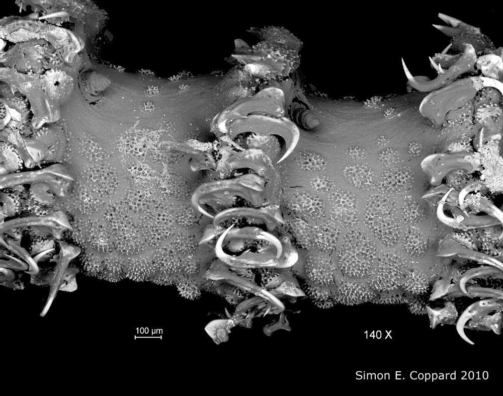 Real Monstrosities: Snake Star