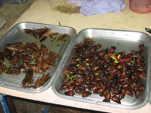 Vida Selvagem: Baratas, Vencedoras e Sobreviventes de Um Passado Longínquo