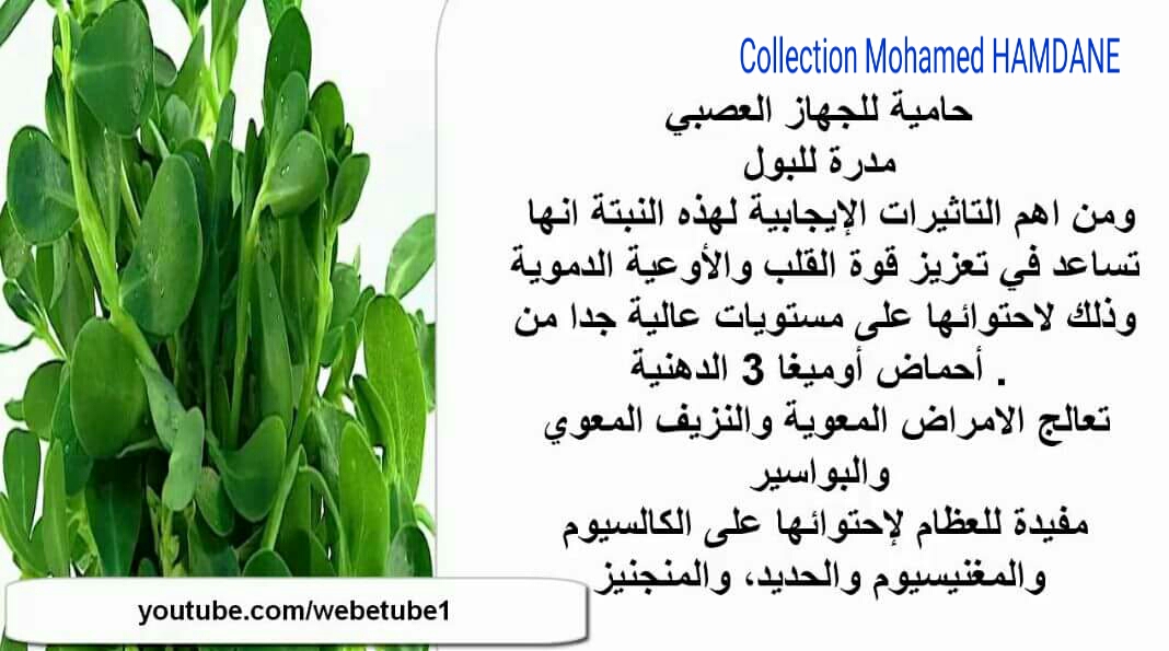 CULTURE et PATRIMOINE DE TUNISIE EN IMAGES- MOHAMED HAMDANE-ثقافة وتراث ...