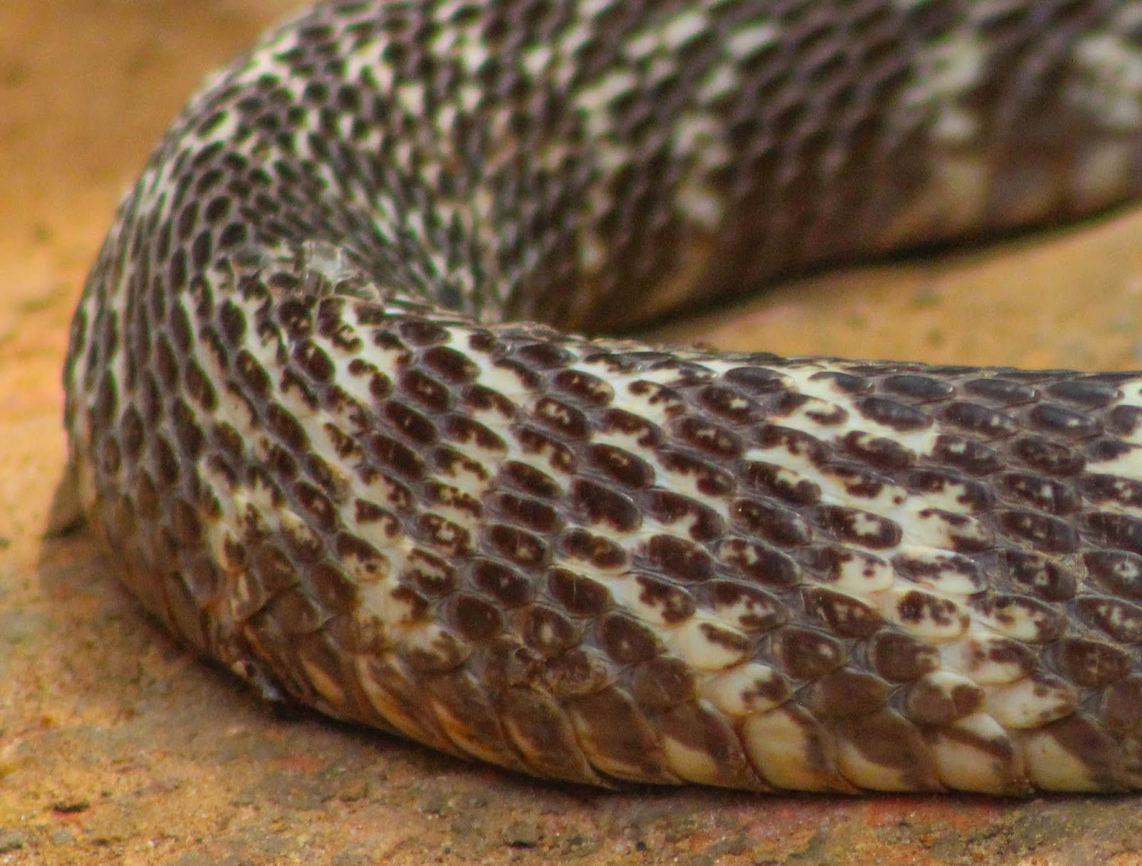 Cannundrums: Indian Cobra