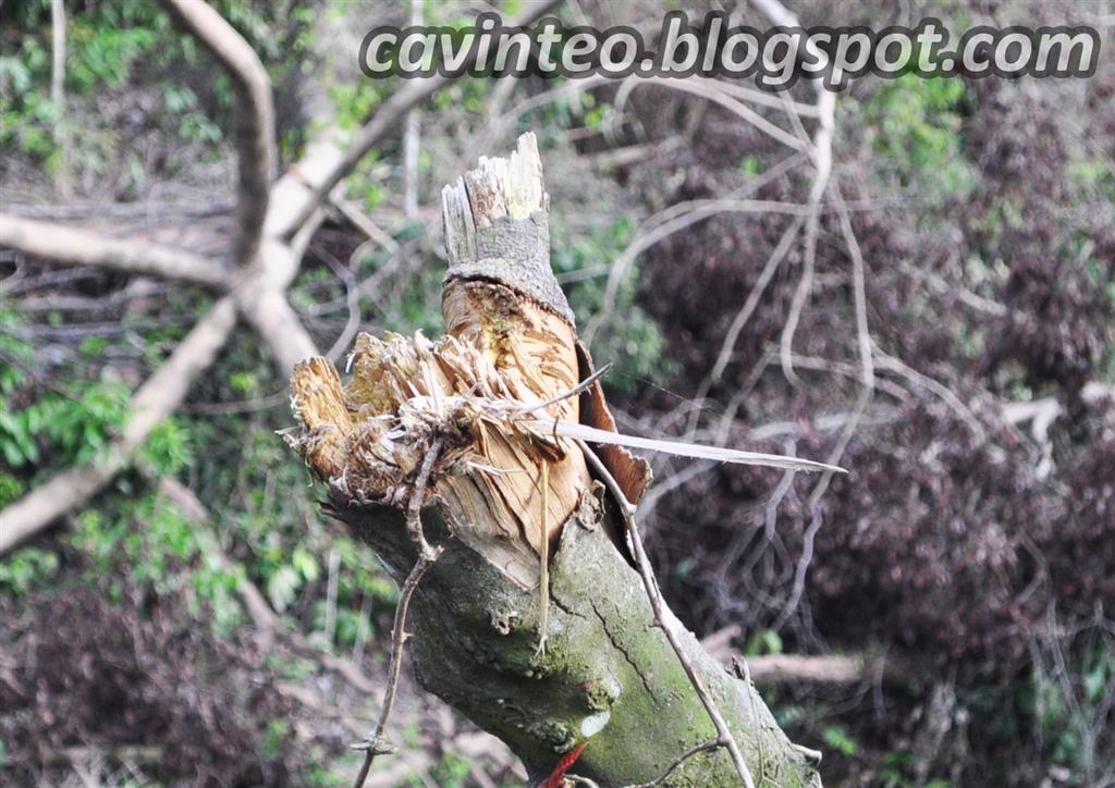 Entree Kibbles: Fallen Trees, Wiped Out Areas Due to Freak Wind @ Mandai
