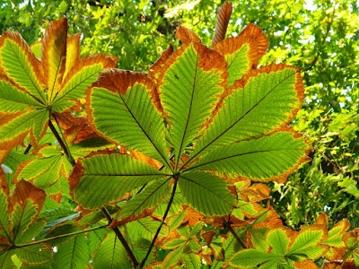 LA MULTI ANI, ROMANIA!: Frunze de castan