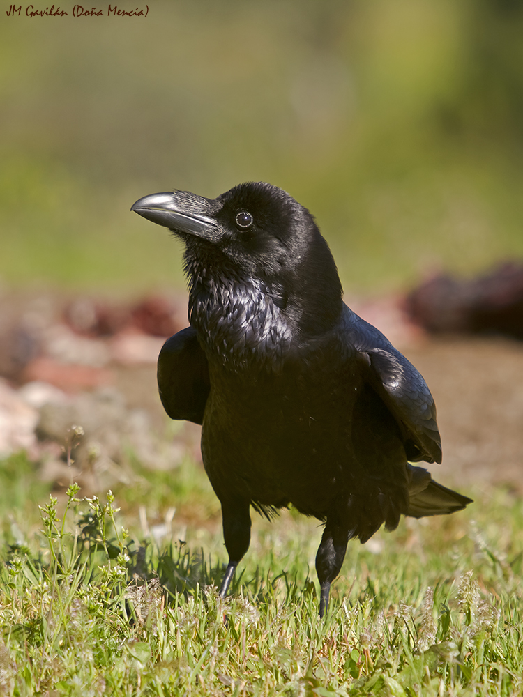 Fotografía de Naturaleza - JM Gavilán: Cuervo común (Corvus corax)