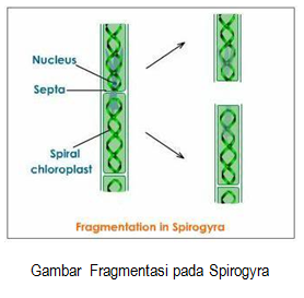 Protista Mirip Tumbuhan (Alga): reproduksi - BELAJAR BIOLOGI