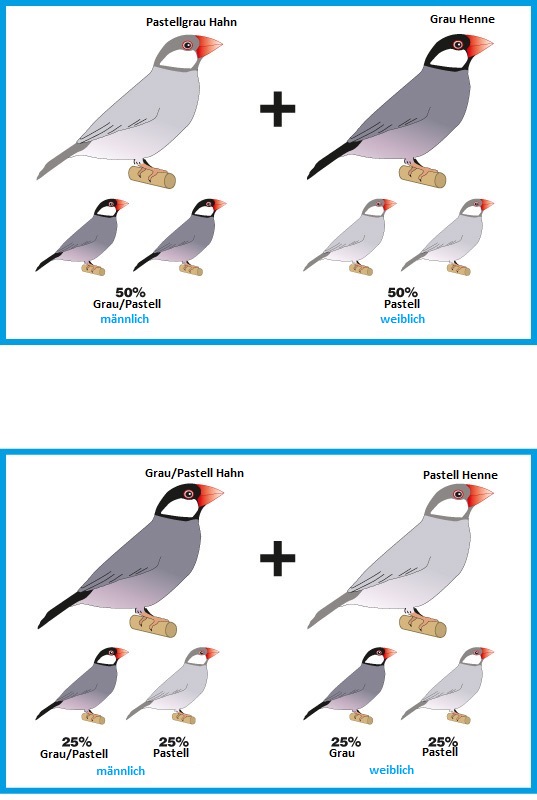 Genetik der Reisfinken