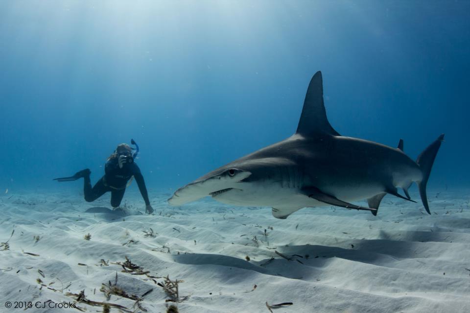 The Best Shark Dive in the World!: Bimini - another Video!