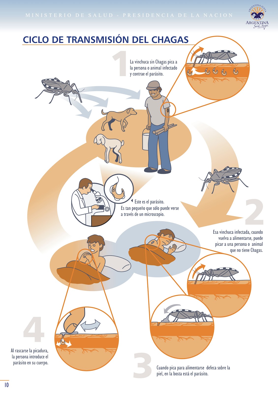 Enfermedad de Chagas (Tripanosomiasis Humana Americana) | Enfermedad de ...