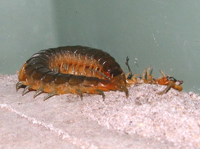 Esperance Fauna: Scolopendridae - Cormocephalus sp.