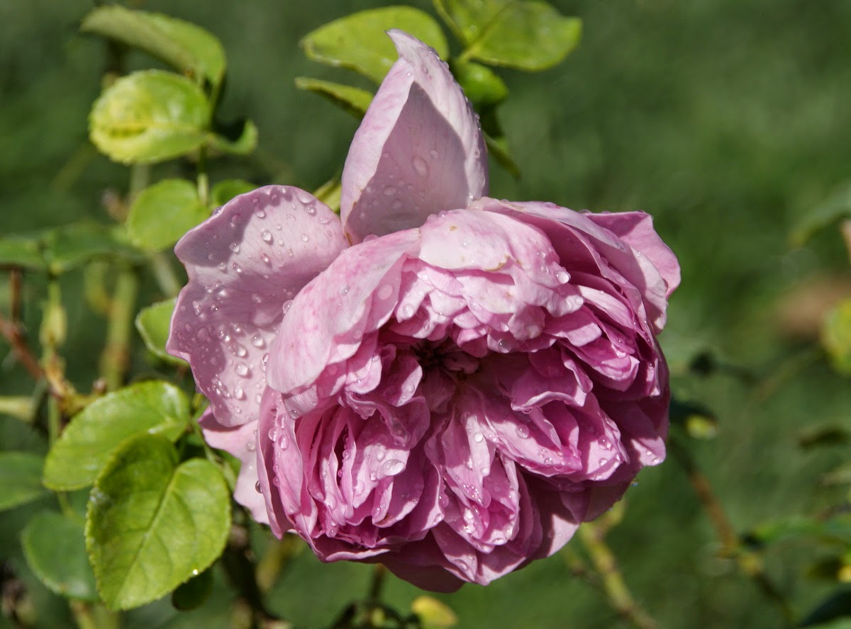 Organic Garden Dreams: February Roses
