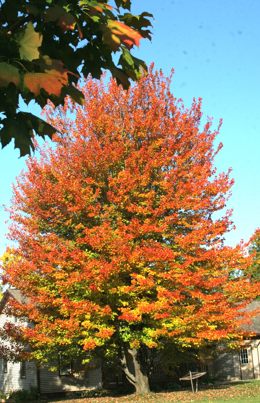 Types of maple trees in ontario - echolimo