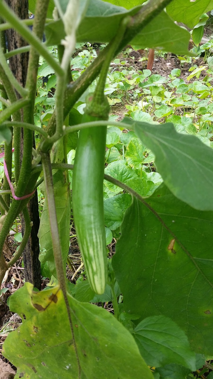 Warisan Petani: Pokok Terung Telunjuk.