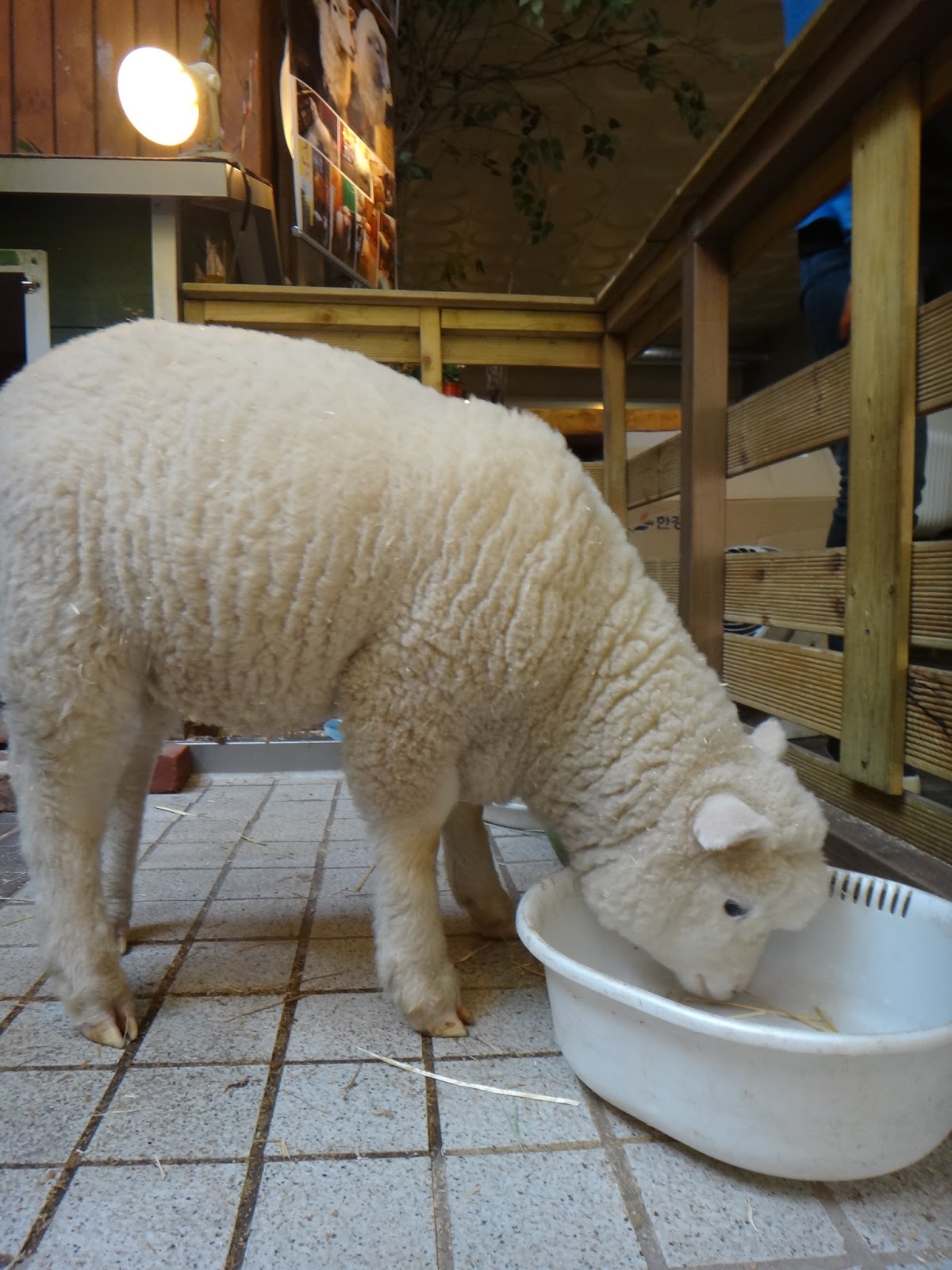 All about Hongdae in Korea: Sheep Cafe
