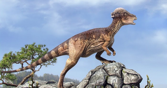 Terra dos Dinossauros: Paquicefalossauro