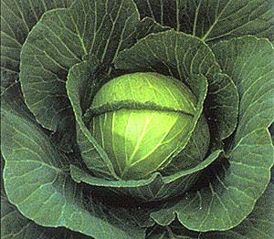 jardin de vicente: repollo