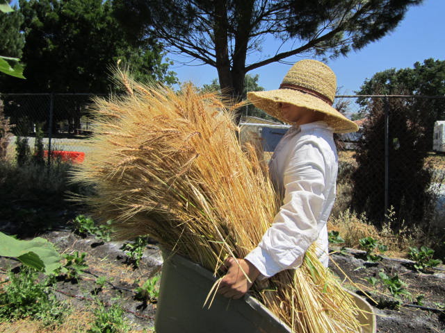 One Acre Farm: Planting and Harvesting Wheat by Hand