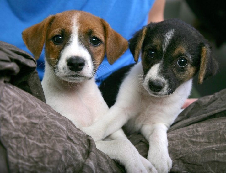Dog Rescuer's Life: JRT PUPPIES ARE THE BEST!!!