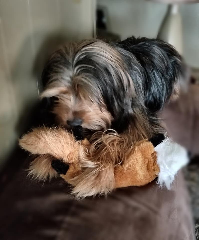 Not Just Another Southern Gal Pet Toys For Aggressive Chewers not-just-another-southern-gal-pet-toys-for-aggressive-chewers