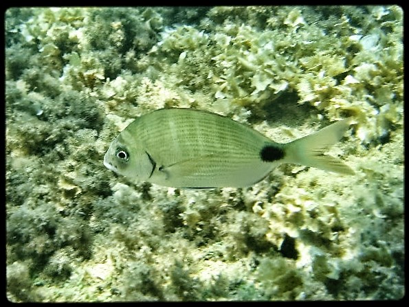Fieggentrio: Huis-, tuin- en keukendope: Gestreepte bokvis.
