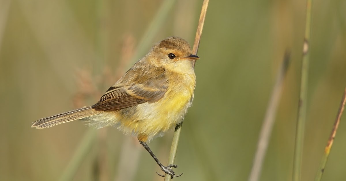 mis fotos de aves: Pseudocolopteryx flaviventris Doradito Pampeano ...